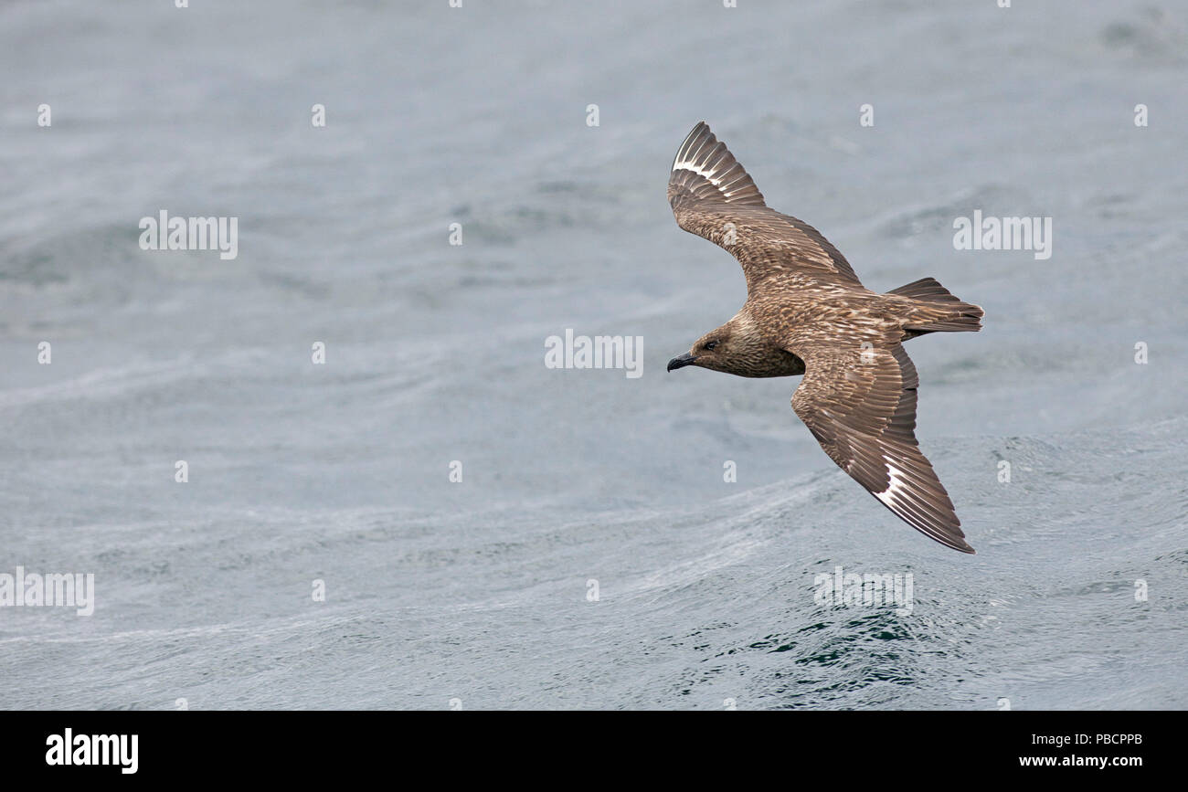 Adult great skua (Catharacta skua) in flight over the sea near Noss ...