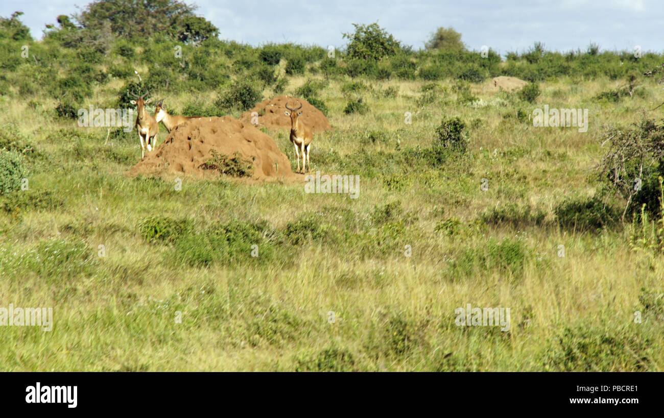 wild living gazelle in the savanna of kenya Stock Photo - Alamy
