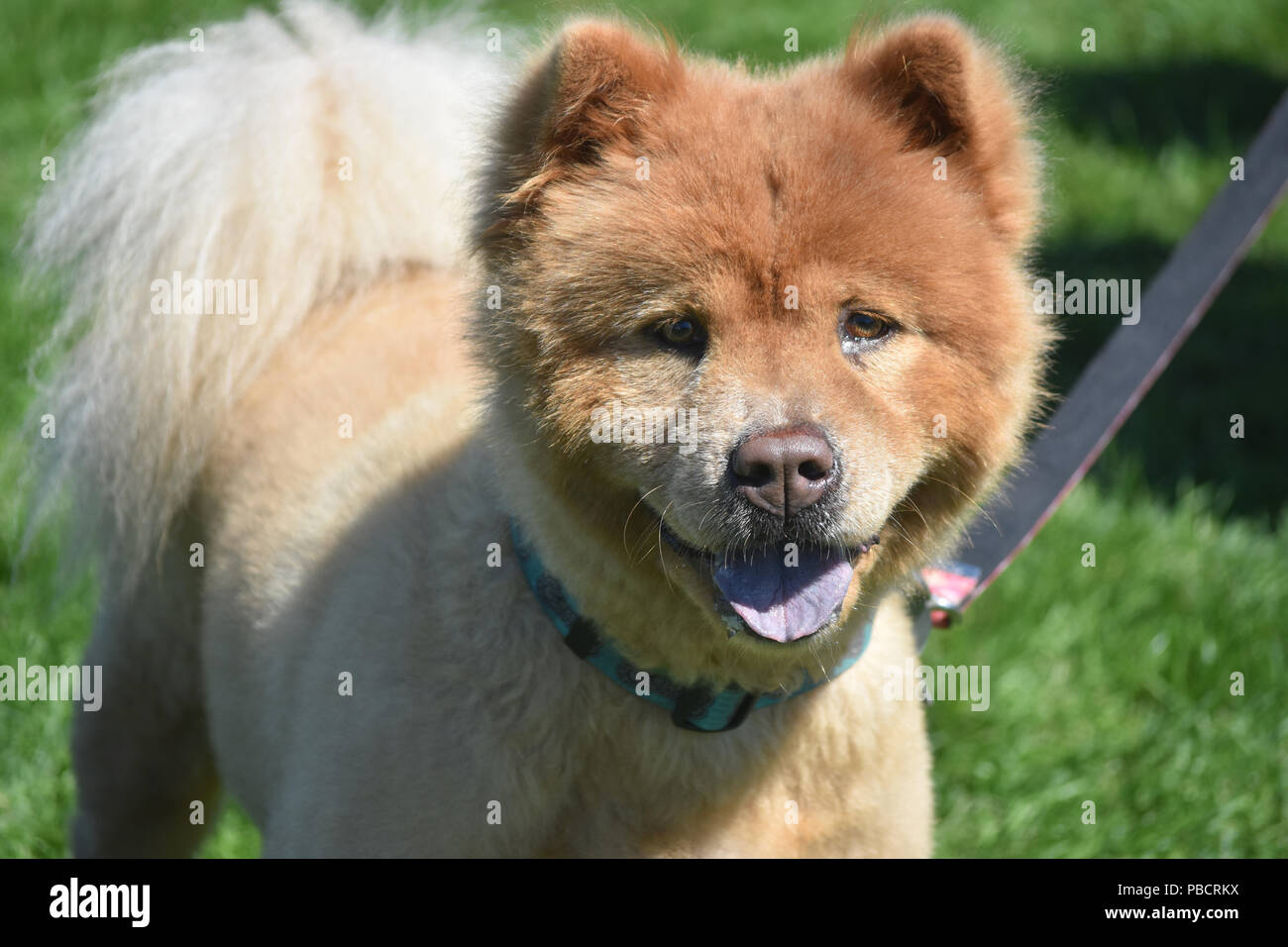 Adorable Little Chow Puppy Ready for a Nap Stock Photo - Alamy