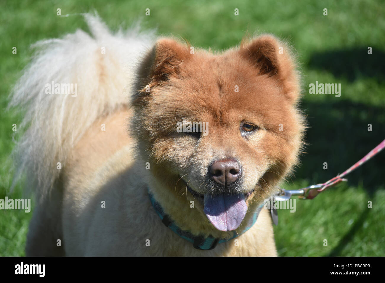 Cute Little Chow Puppy with a Poofy Tail Stock Photo - Alamy