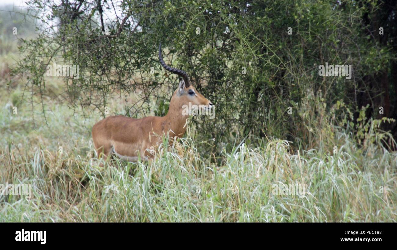 wild living gazelle in the savanna of kenya Stock Photo - Alamy
