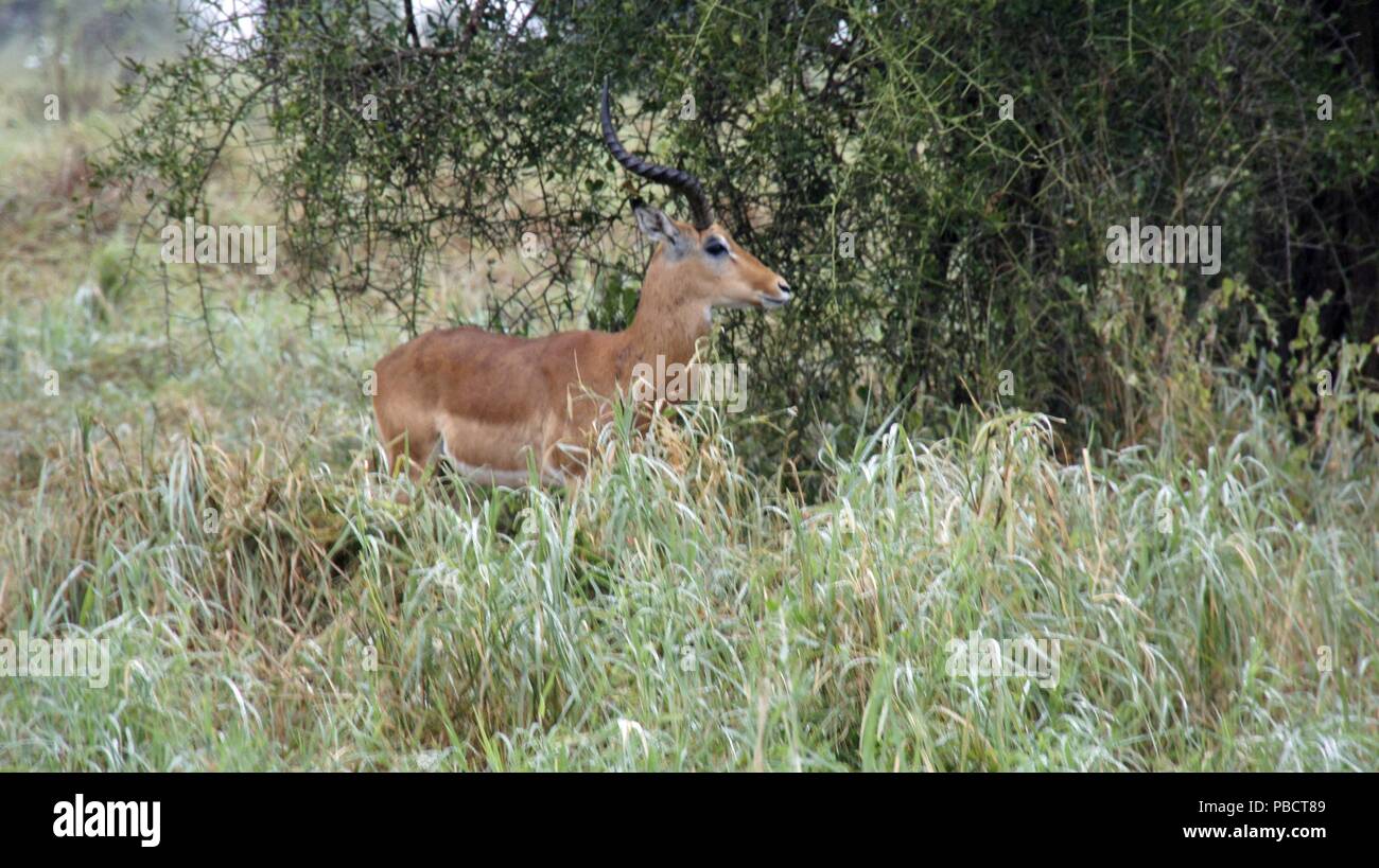 wild living impala in the savanna of kenyan national park Stock Photo ...