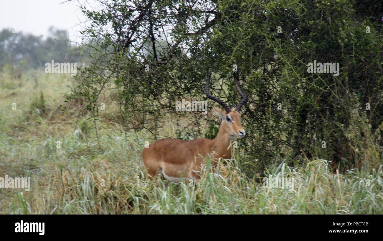 wild living gazelle in the savanna of kenya Stock Photo - Alamy