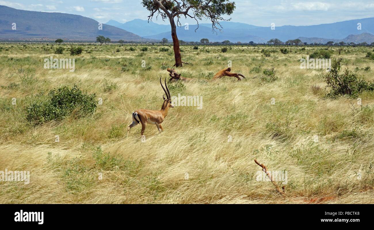 wild living gazelle in the savanna of kenya Stock Photo - Alamy