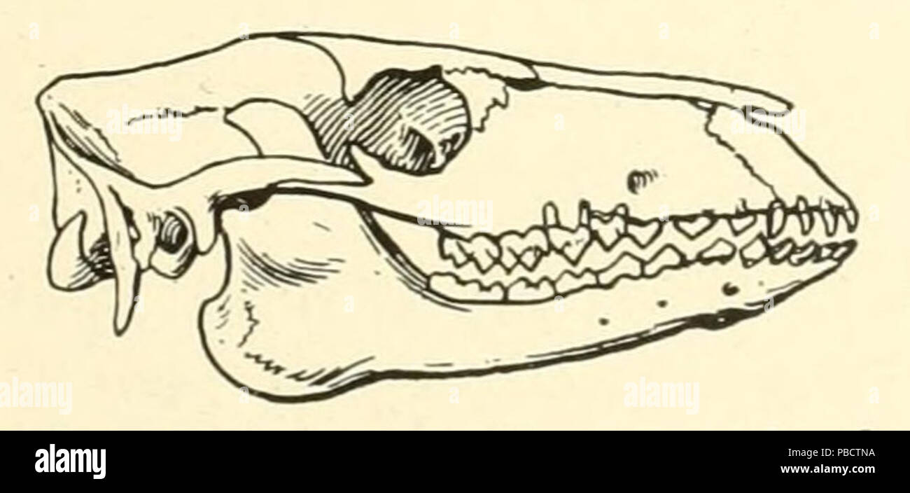 1232 Protylopus petersoni skull Stock Photo - Alamy