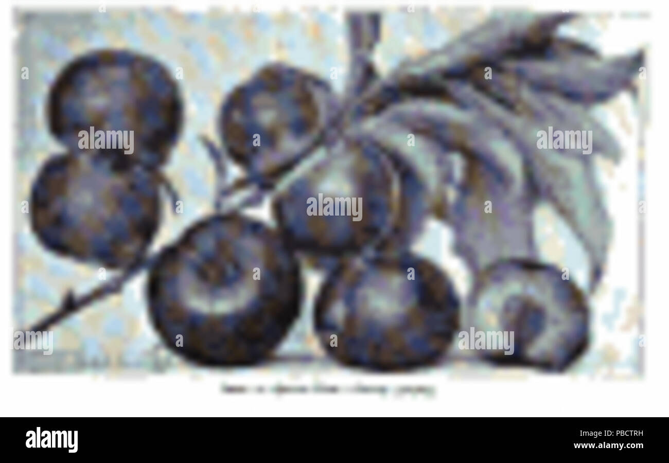 Prunus simonii hi-res stock photography and images - Alamy