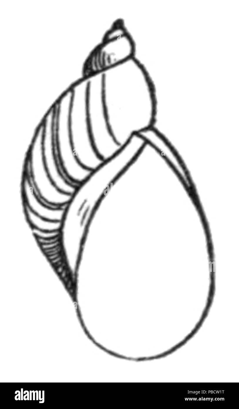 1234 Pseudosuccinea columella shell Stock Photo - Alamy