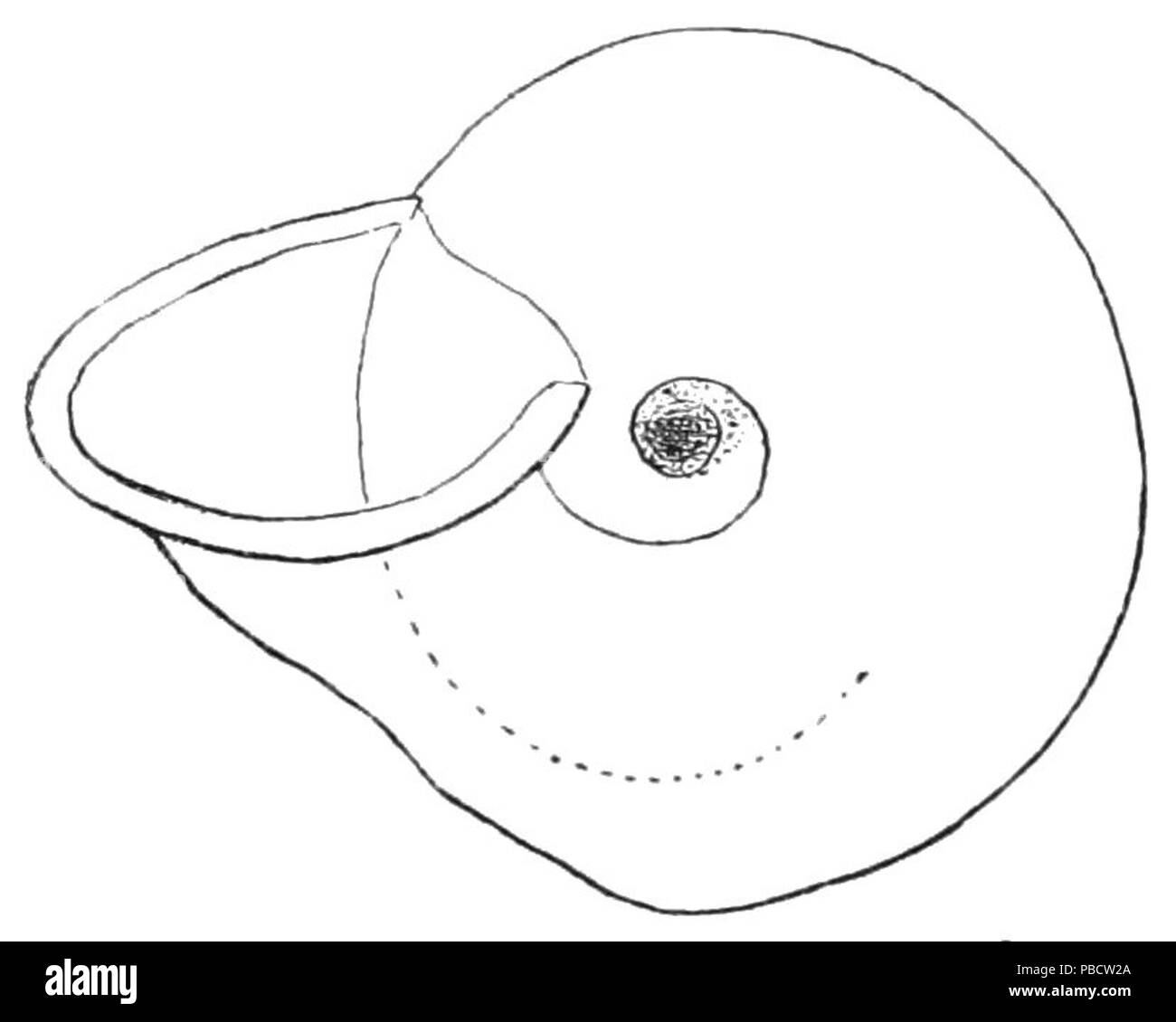 Snail taxonomy Black and White Stock Photos & Images - Alamy