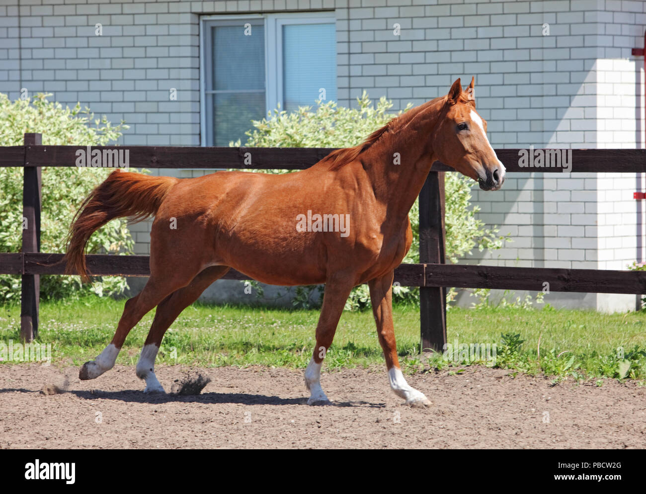 Chestnut race horse running in paddock on the sand background Stock ...