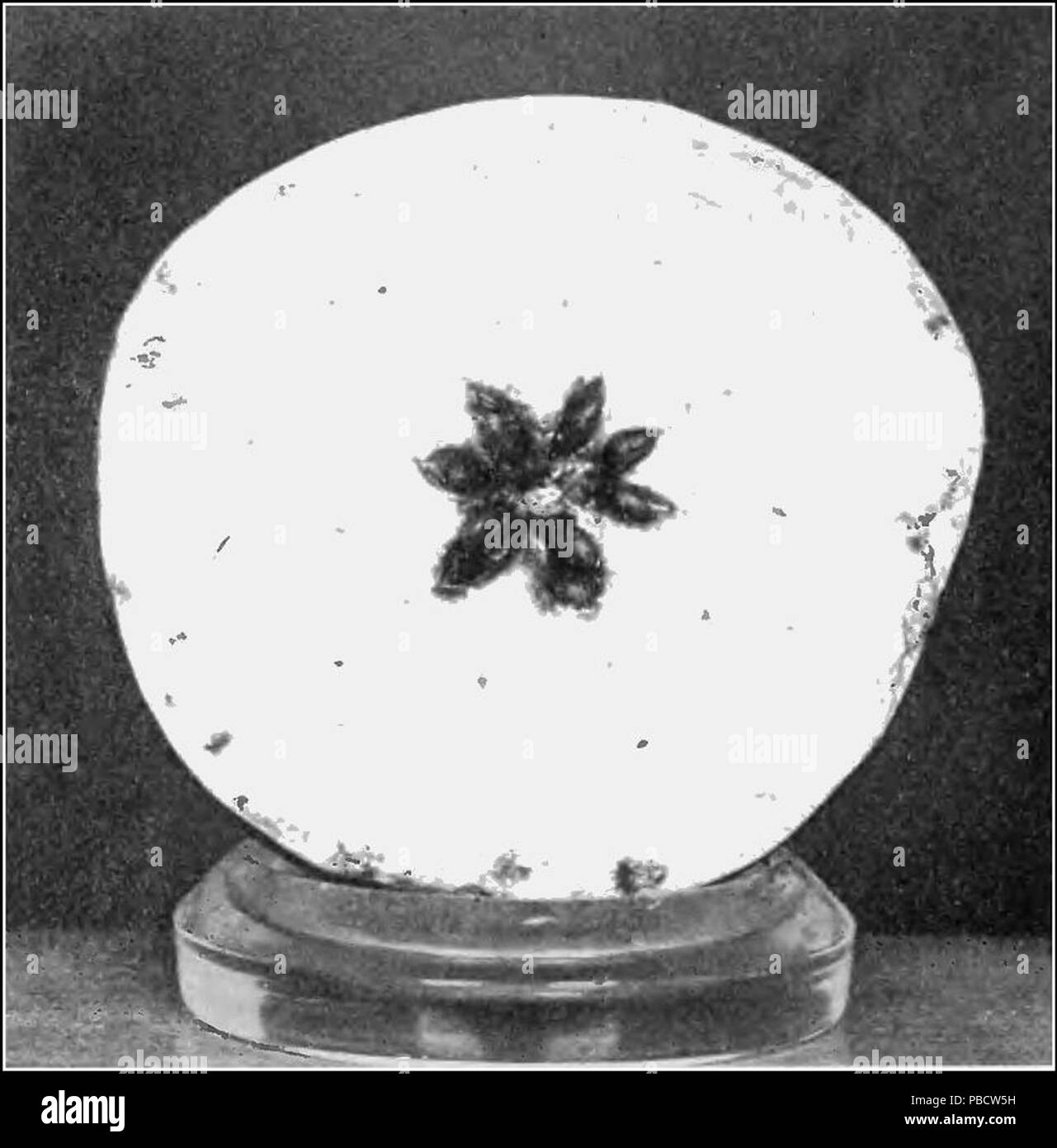 Farm apple Black and White Stock Photos & Images - Alamy