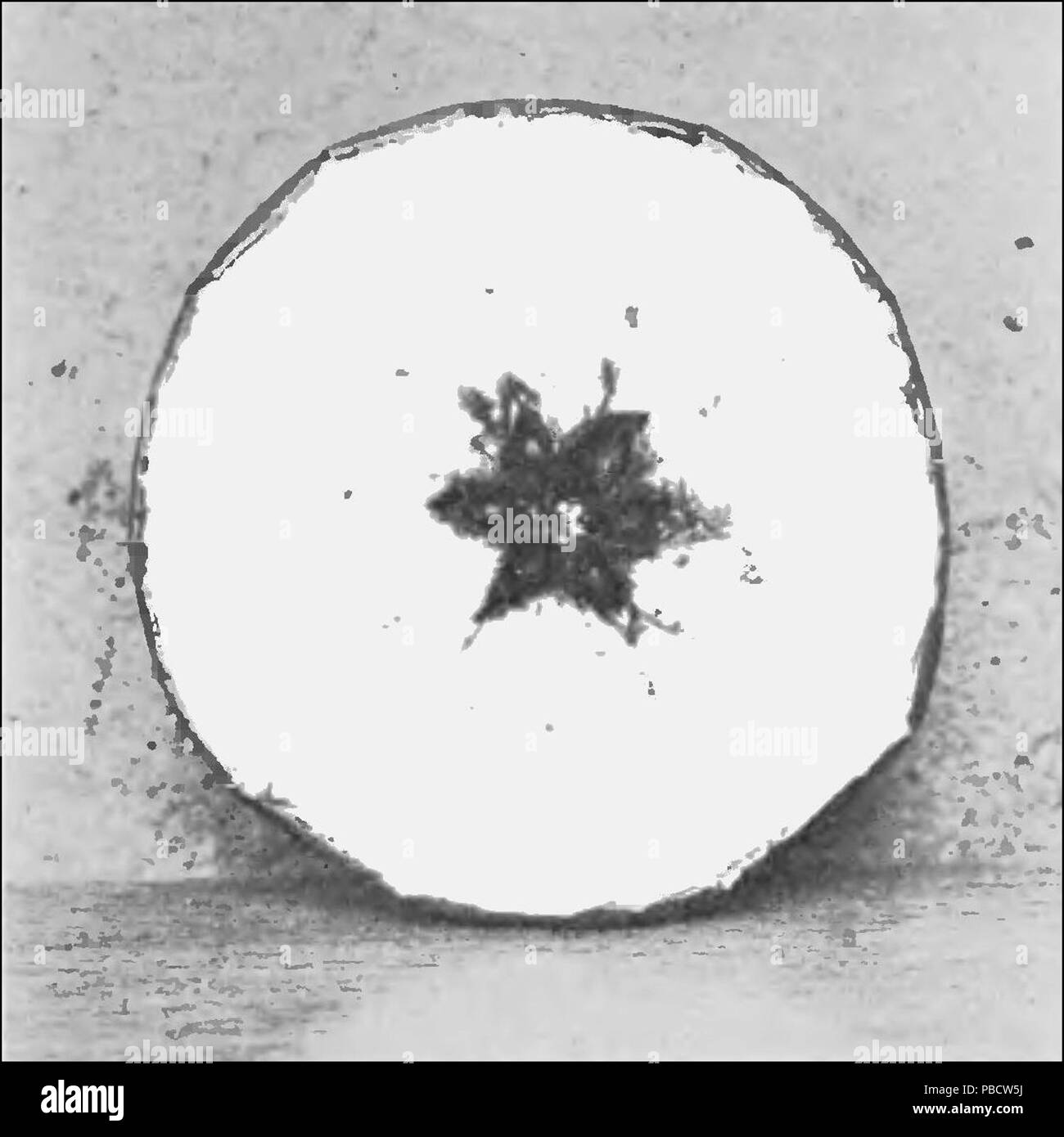 In apple tree Black and White Stock Photos & Images - Alamy