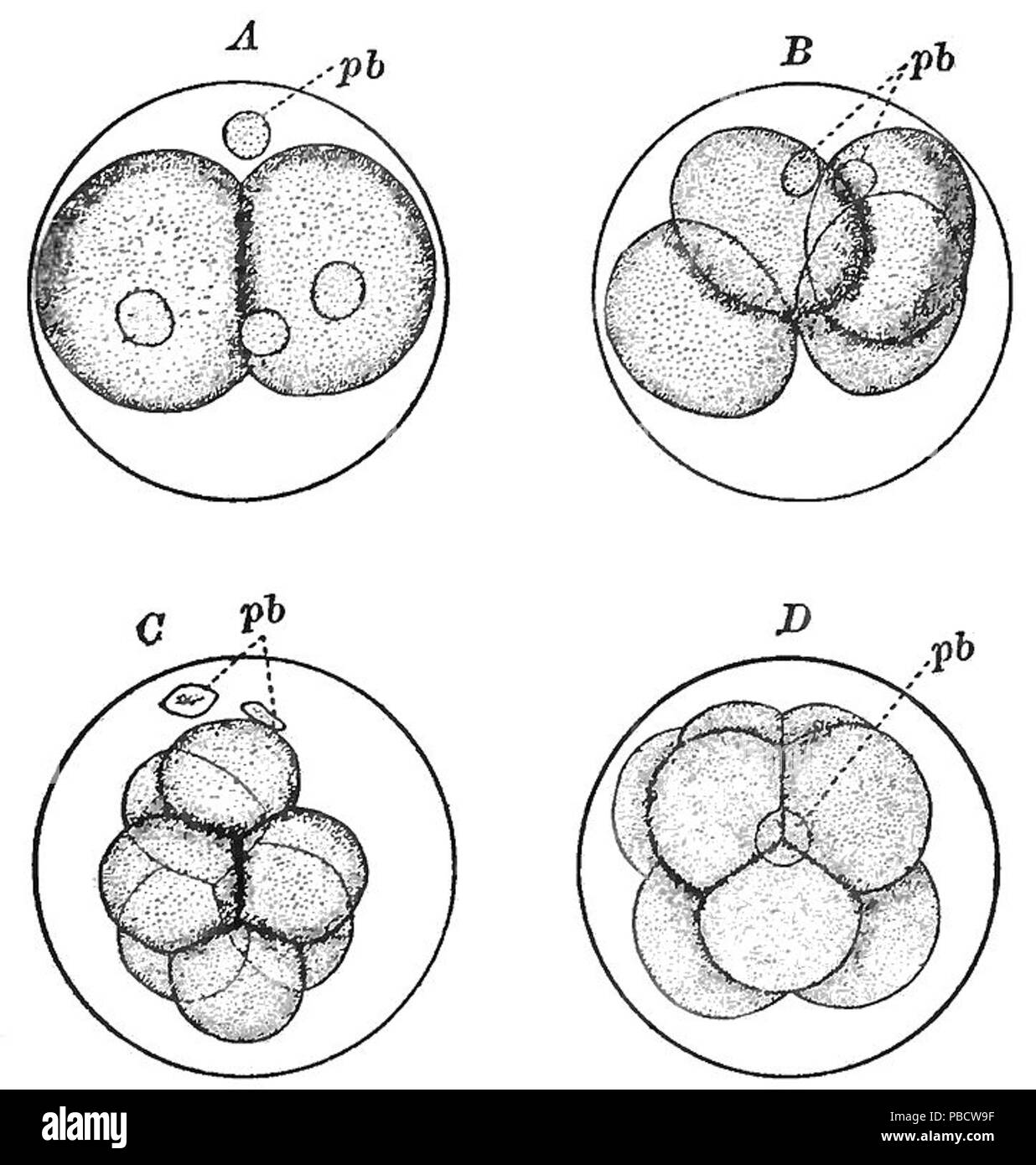 Development diagrams Black and White Stock Photos & Images - Alamy