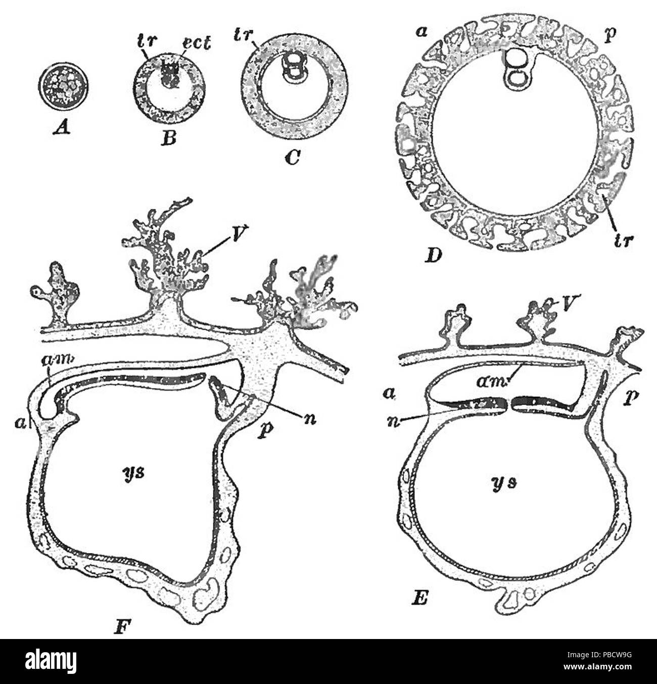 Historical education development Cut Out Stock Images & Pictures - Alamy