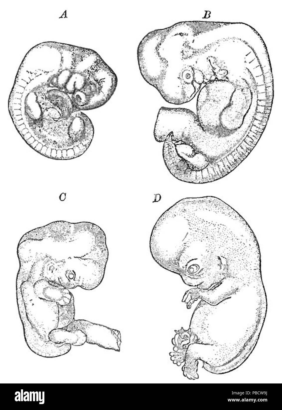Scientific facts Black and White Stock Photos & Images - Alamy