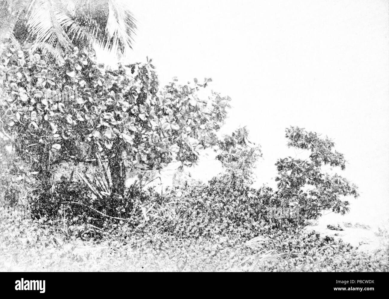 1235 PSM V86 D412 Pisonia tree fakarava atoll paunotus groups Stock ...
