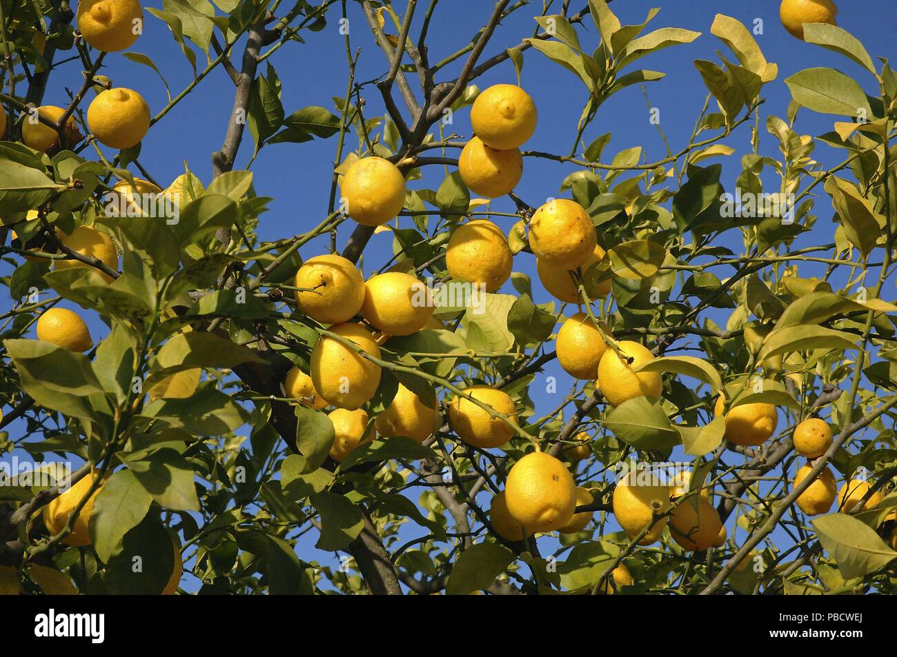 Lemon tree, lemons, Region of Andalusia, Spain, Europe Stock Photo - Alamy