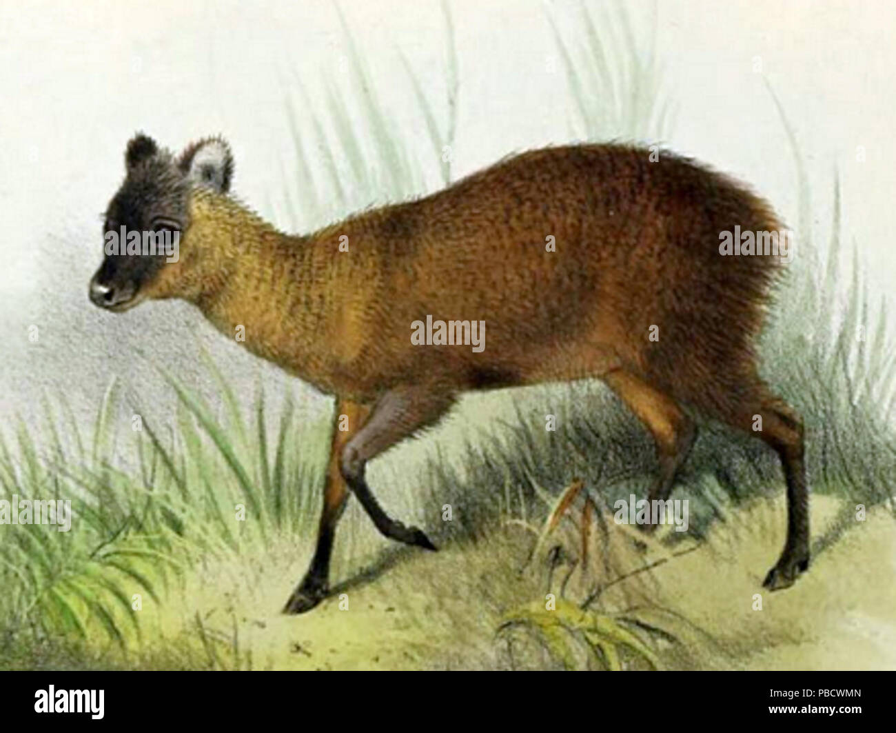 Northern pudu animal hi-res stock photography and images - Alamy