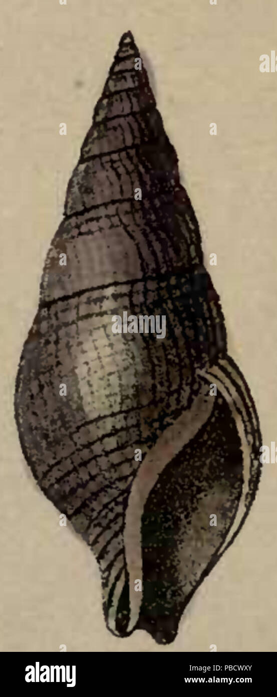 Vulpina hi-res stock photography and images - Alamy