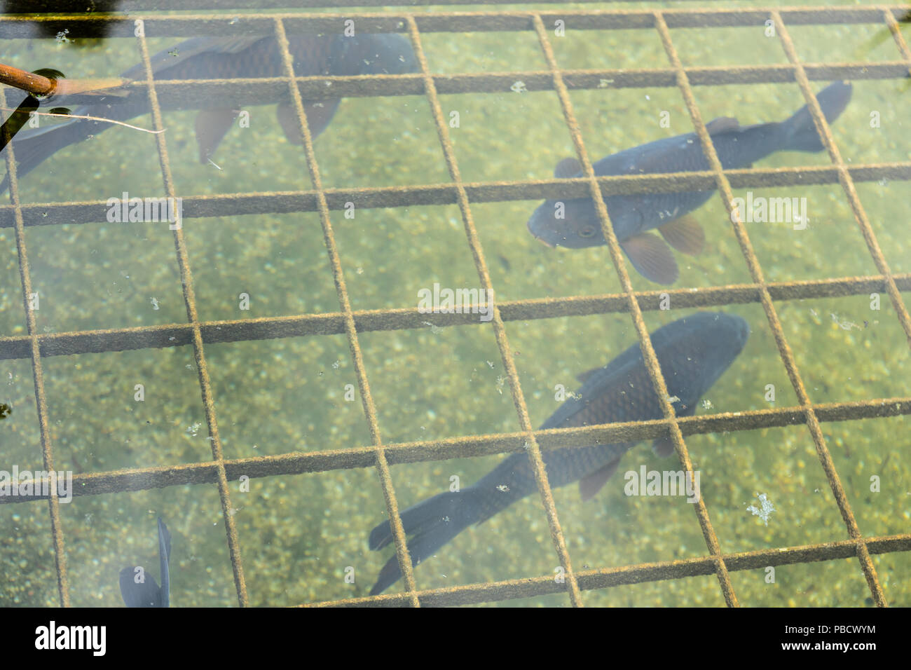 Reflection sky koi fish in water hi-res stock photography and images ...