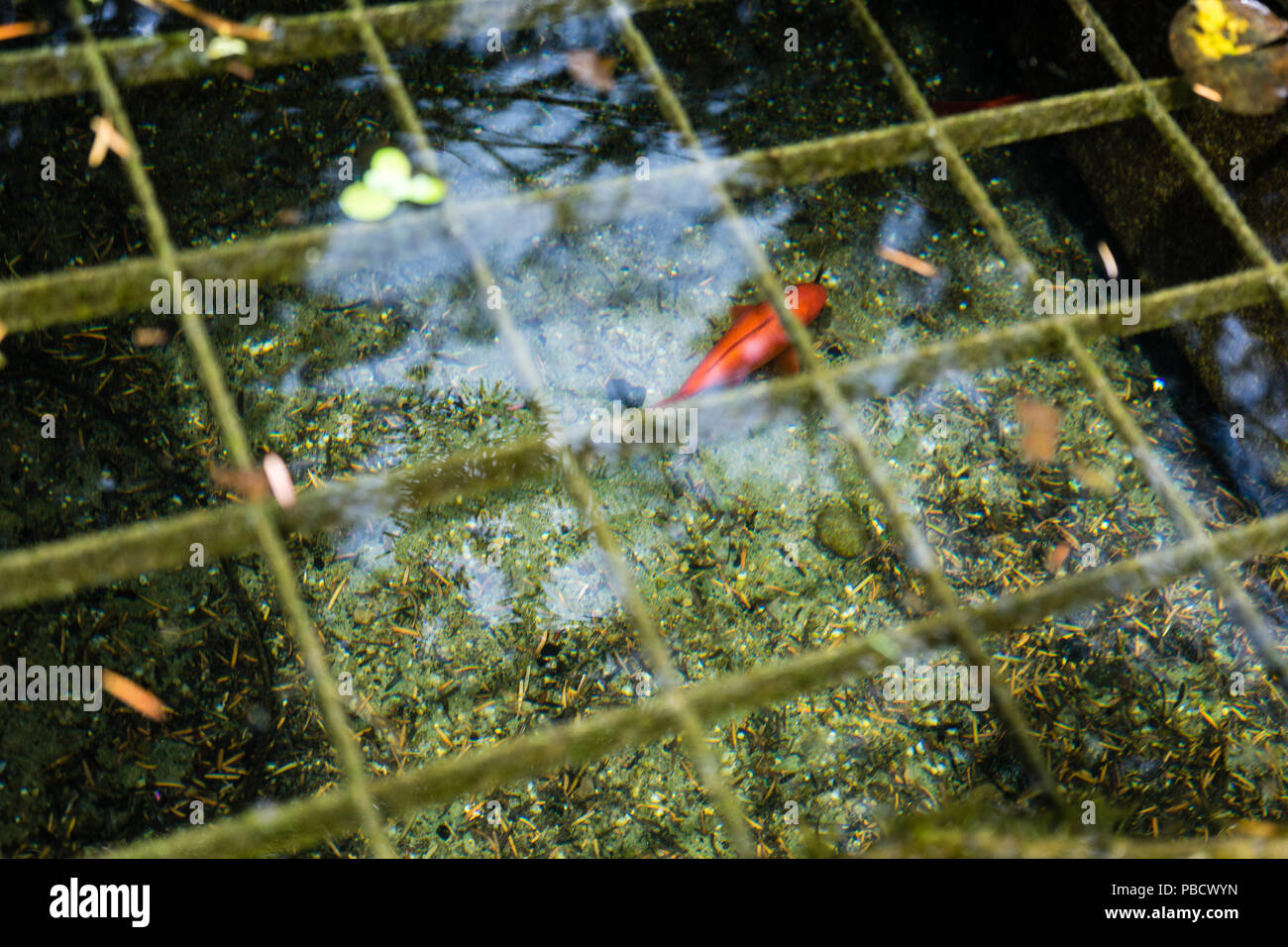 Reflection sky koi fish in water hi-res stock photography and images ...