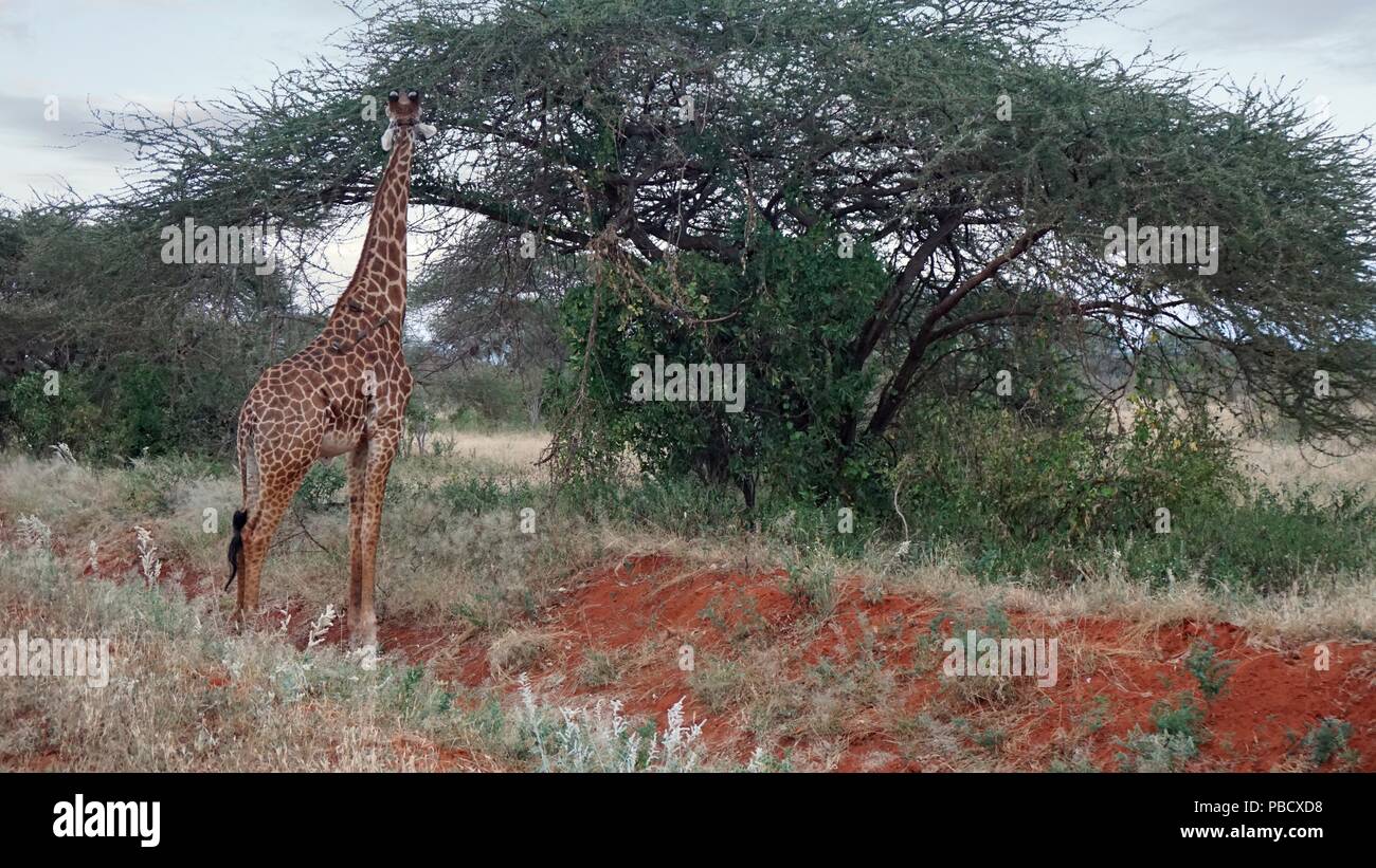 wild living giraffe in a national park in keya Stock Photo - Alamy