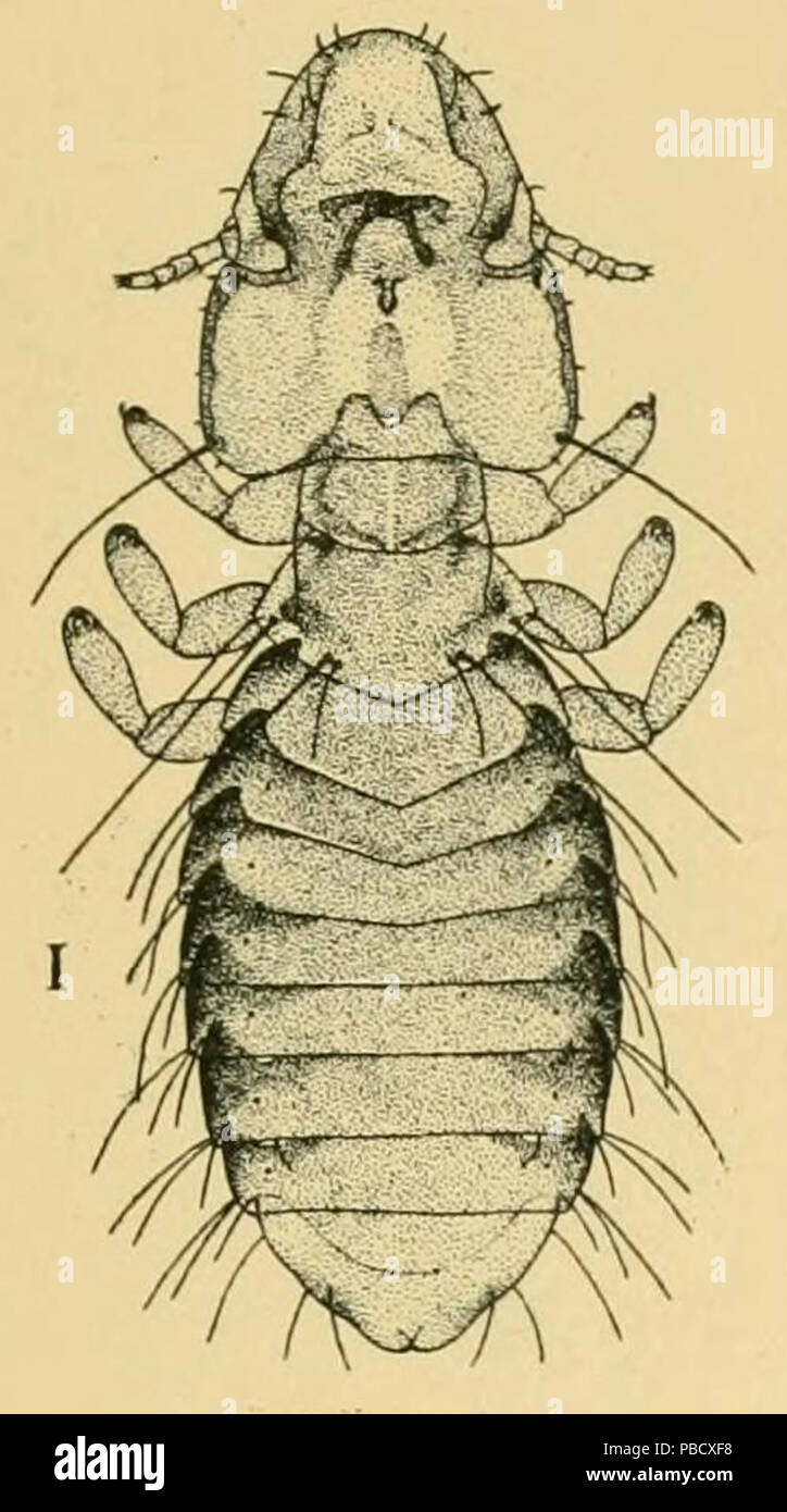1244 Rallicola advenus Kellogg 1896 Stock Photo - Alamy