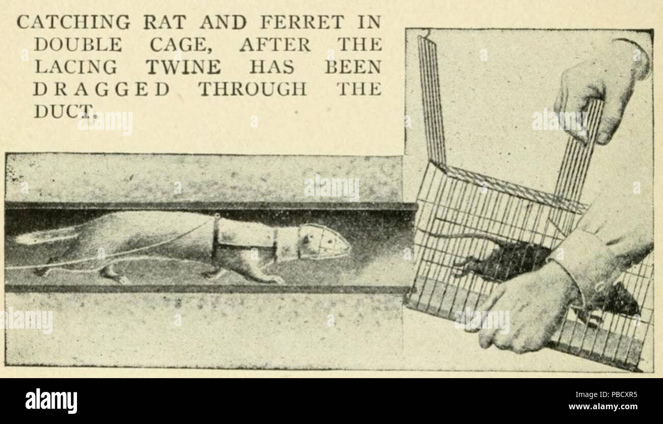 Ratting hi-res stock photography and images - Alamy