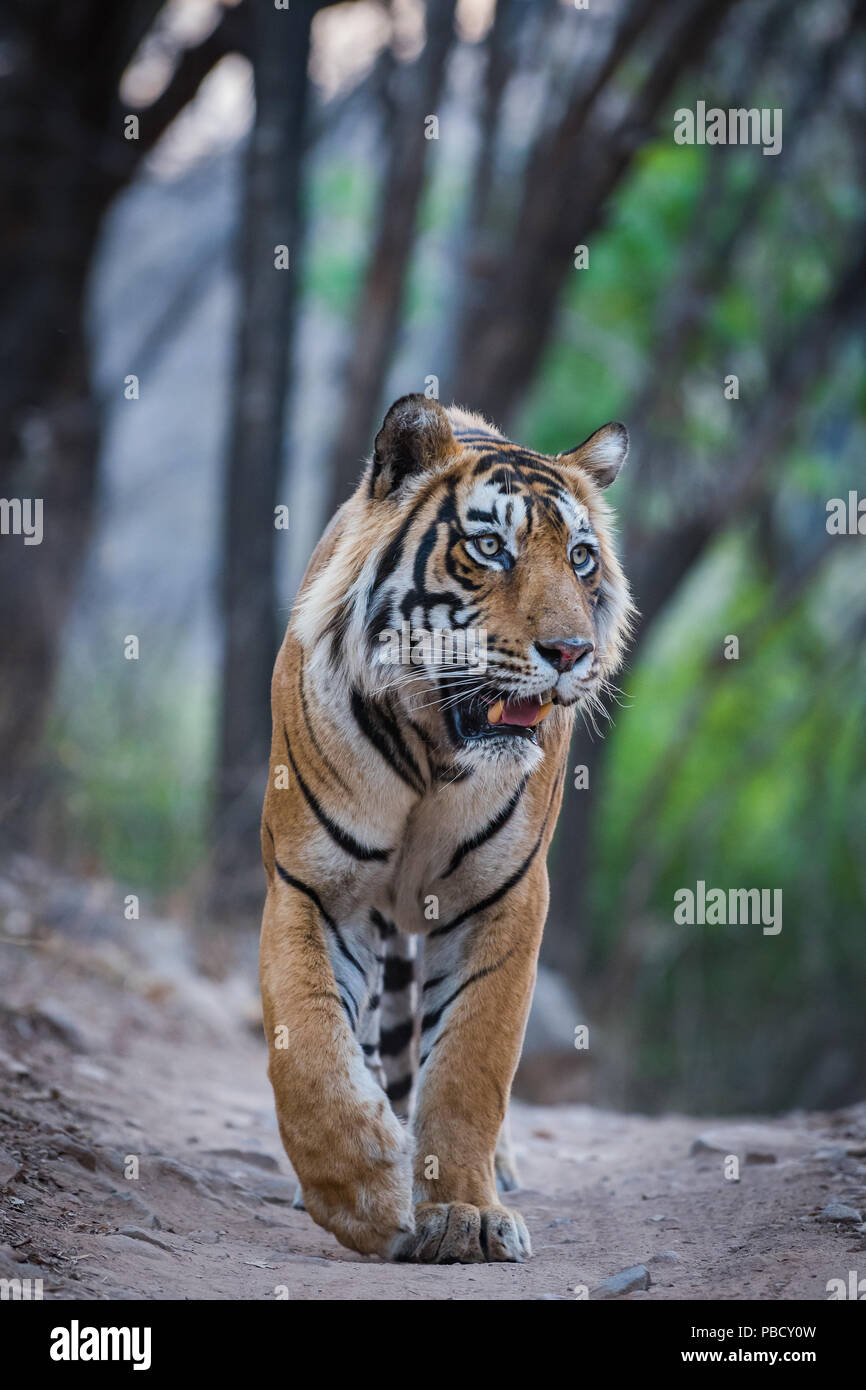 A handsome male tiger on the prowl Stock Photo - Alamy