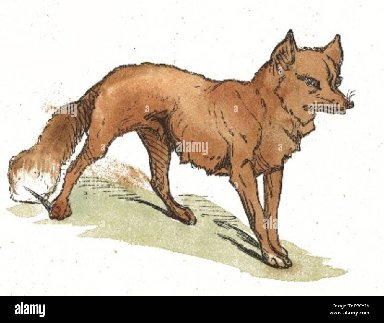 Fox drawing hi-res stock photography and images - Alamy