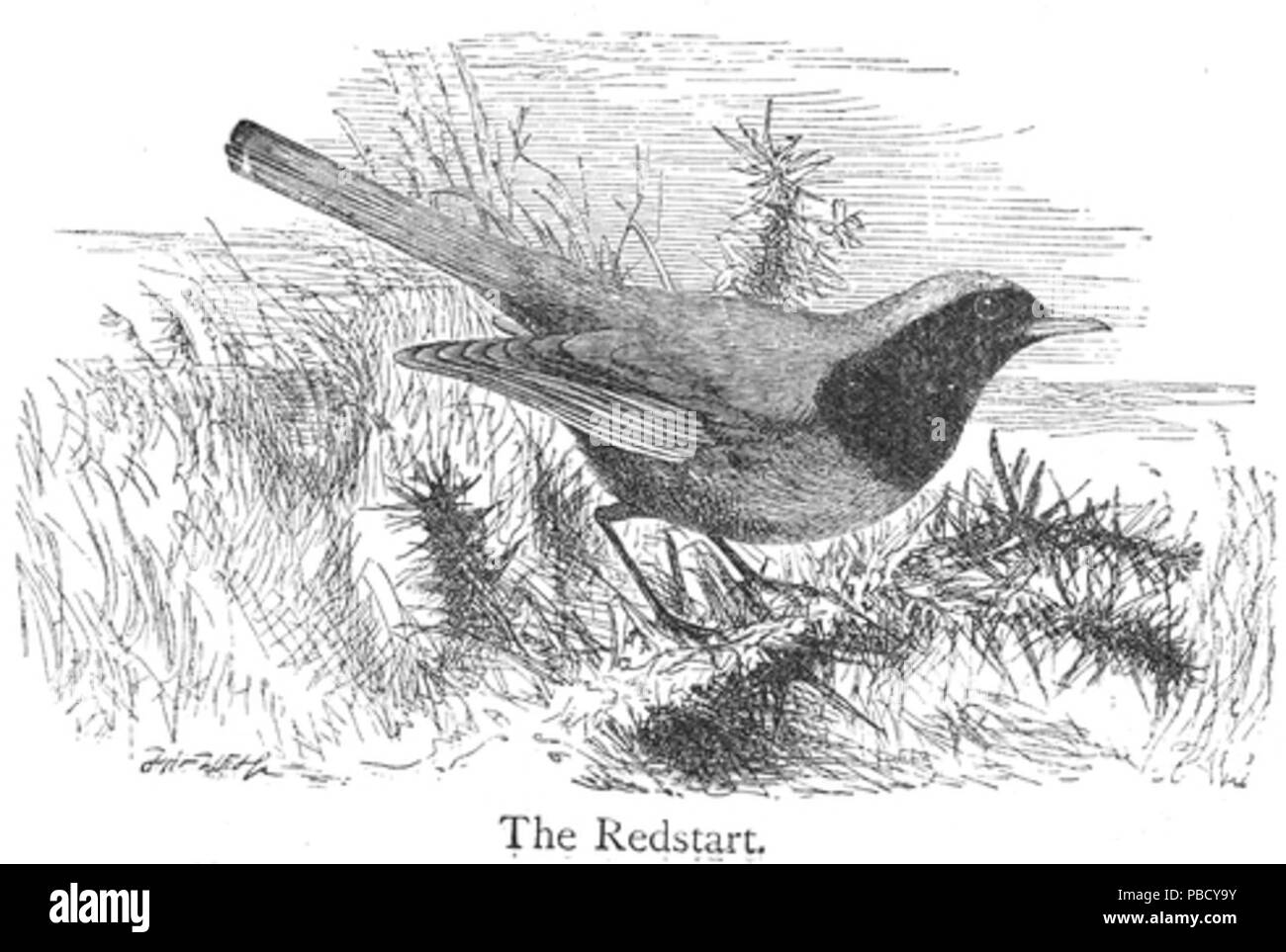 1250 Redstart Drawing Stock Photo - Alamy