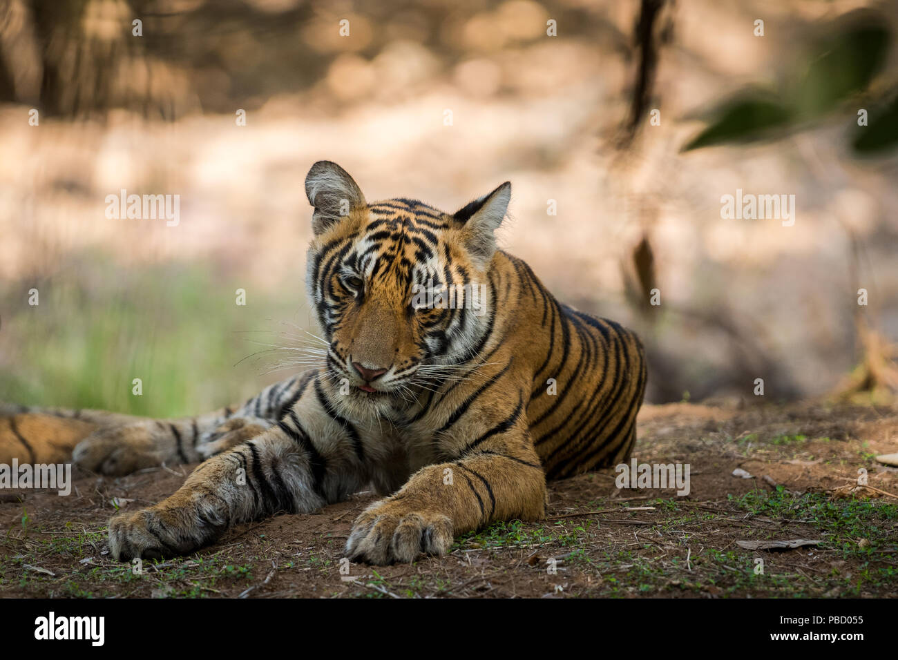A tiger cub with funny expression Stock Photo - Alamy
