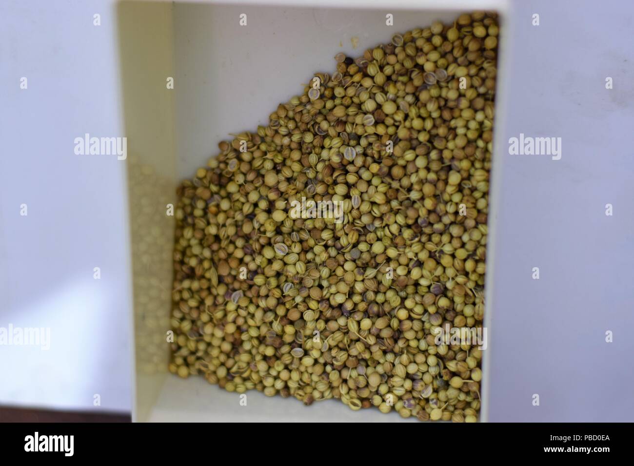 Coriander grains hi-res stock photography and images - Alamy