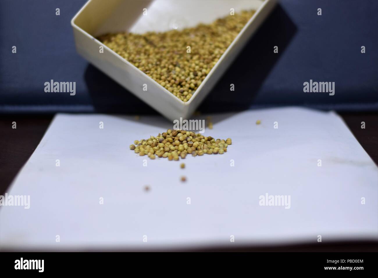 Coriander grains hi-res stock photography and images - Alamy