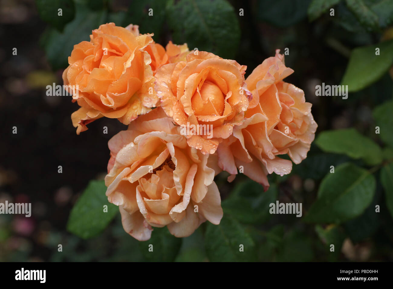 Doris singleton hi-res stock photography and images - Alamy
