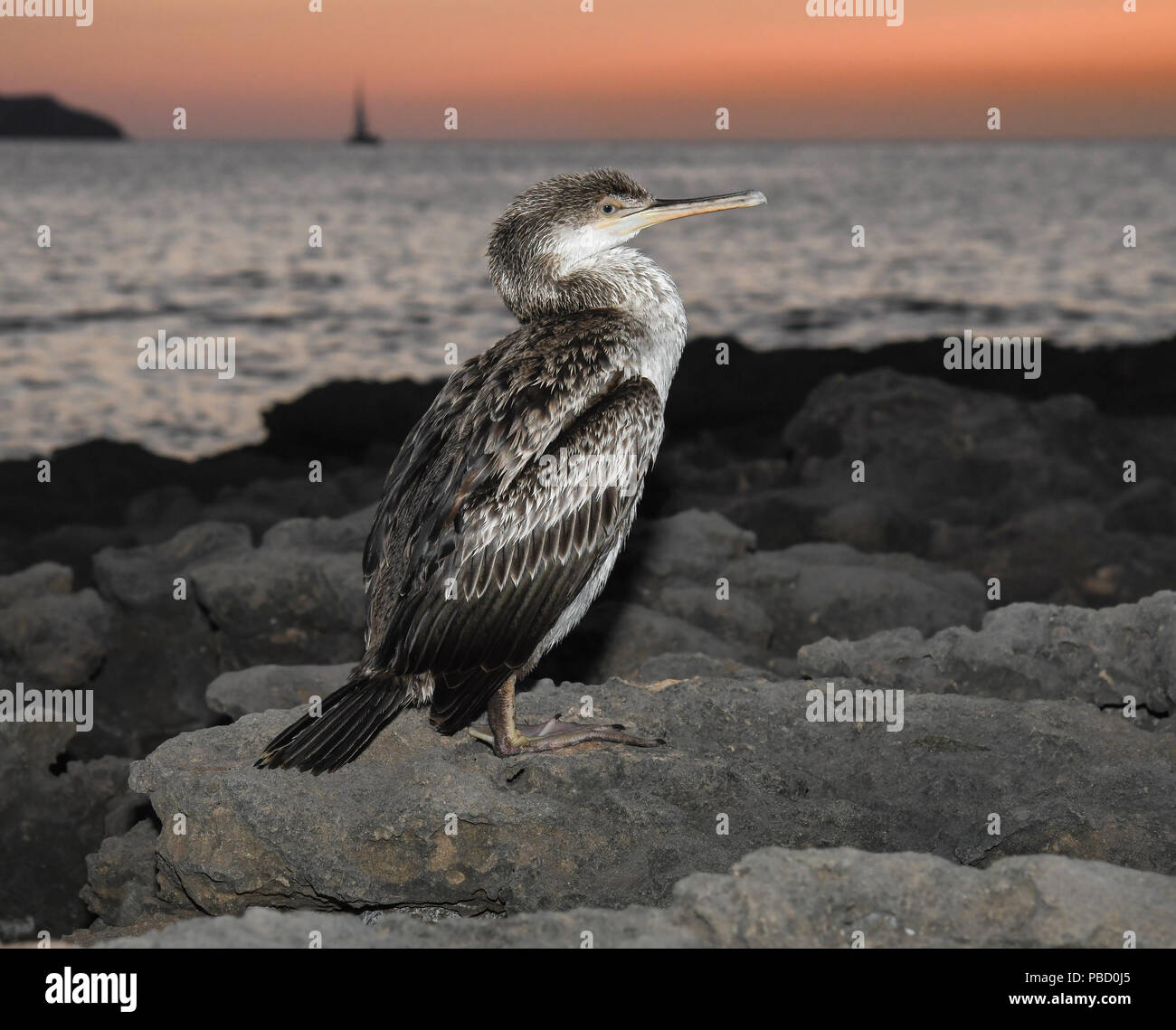 Common shag hi-res stock photography and images - Alamy