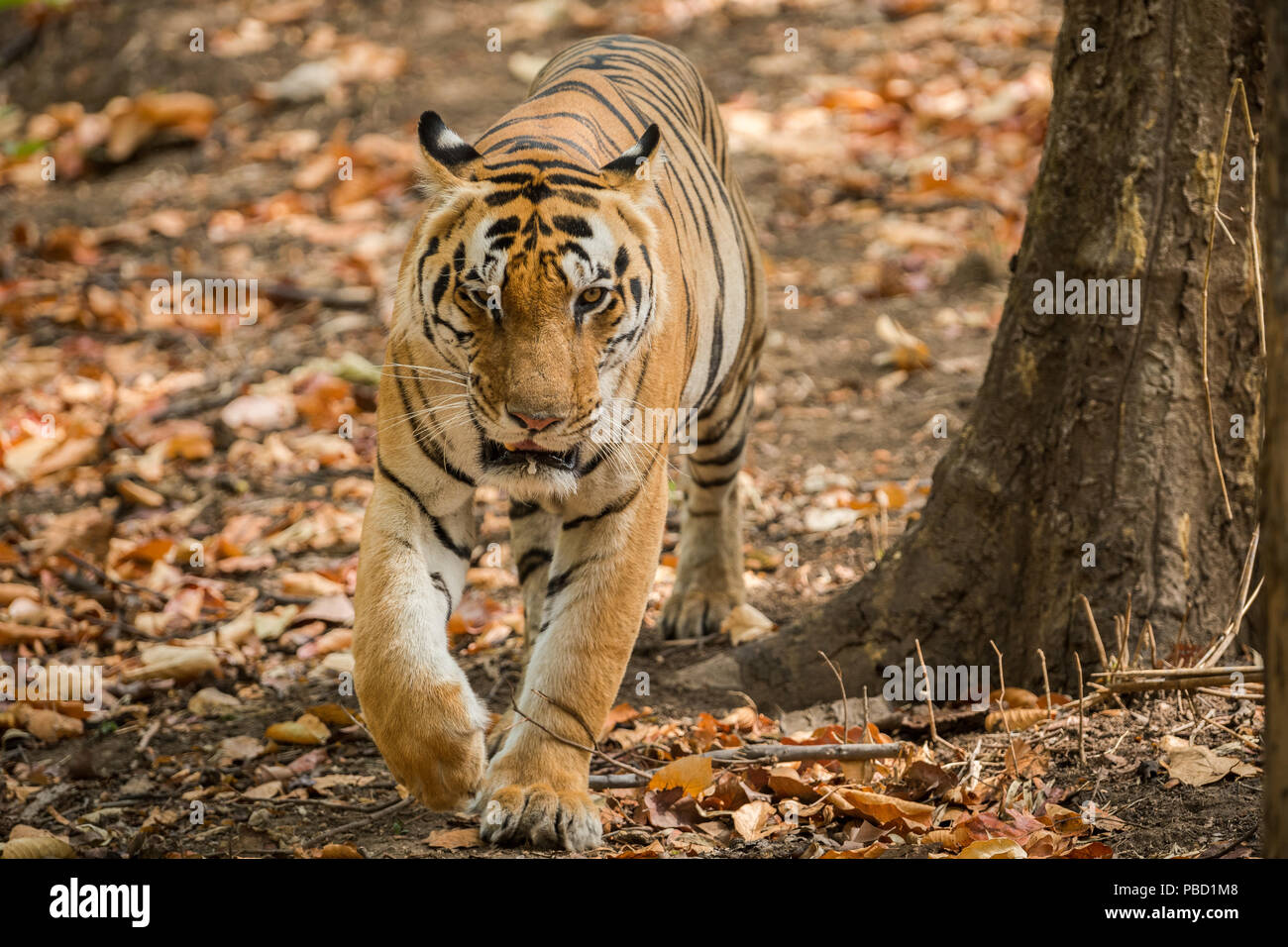 A handsome hulk on the prowl Stock Photo - Alamy