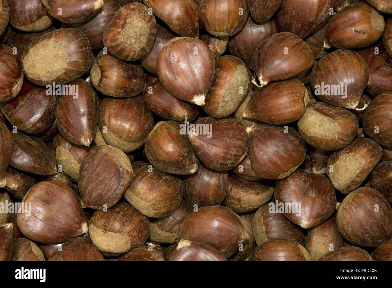 Chestnuts, Huelva, Region of Andalusia, Spain, Europe Stock Photo - Alamy