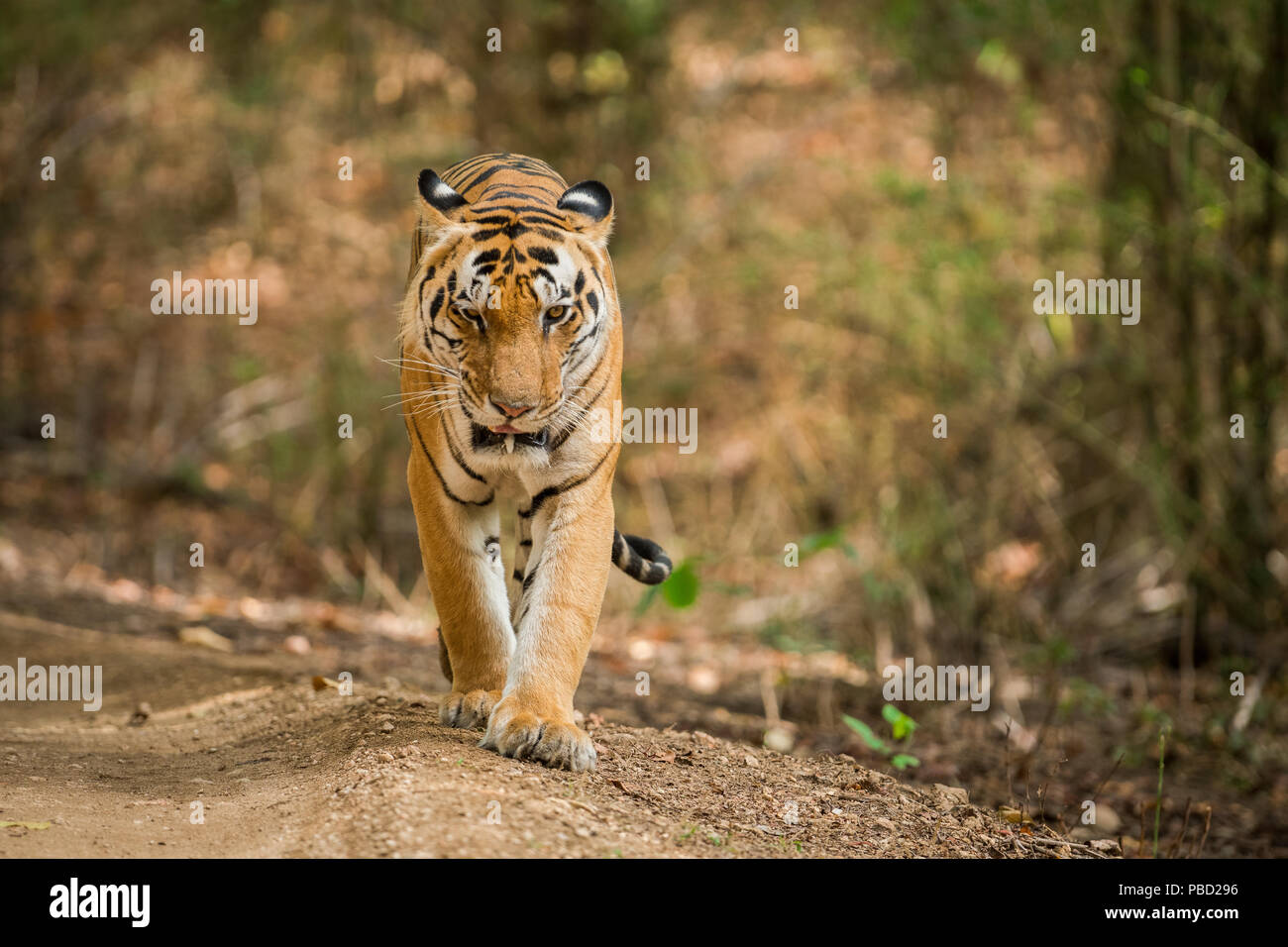 A handsome hulk on the prowl Stock Photo - Alamy