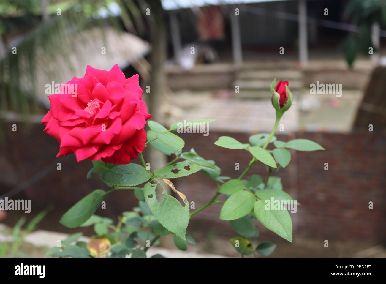 A red rose with green tree Stock Photo - Alamy