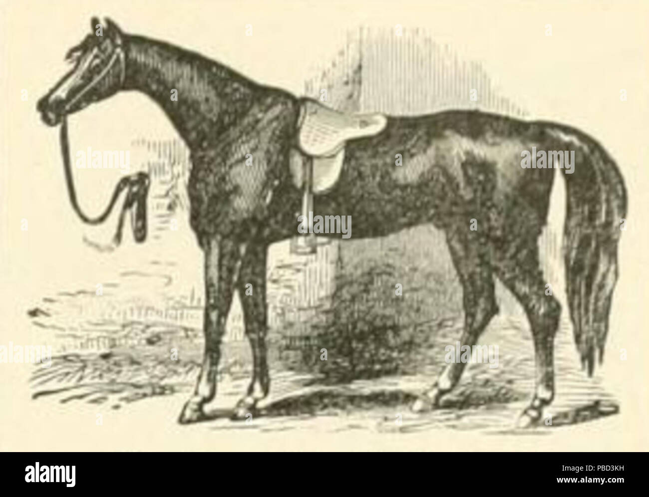 Depiction of horse hi-res stock photography and images - Alamy