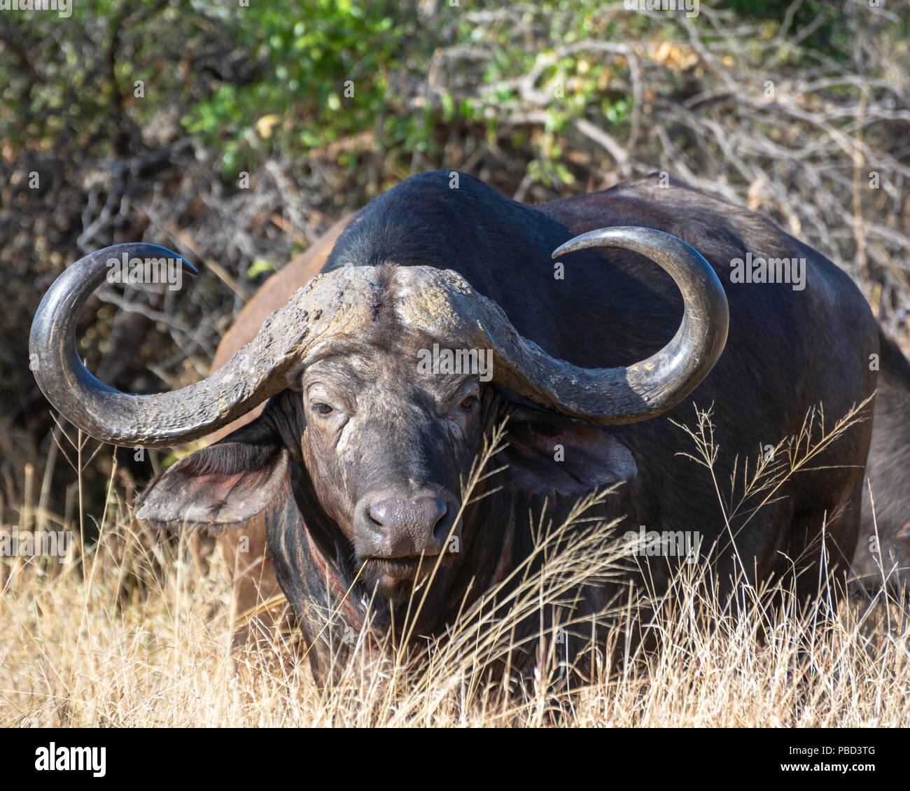 African cape buffalo and birds hi-res stock photography and images - Alamy
