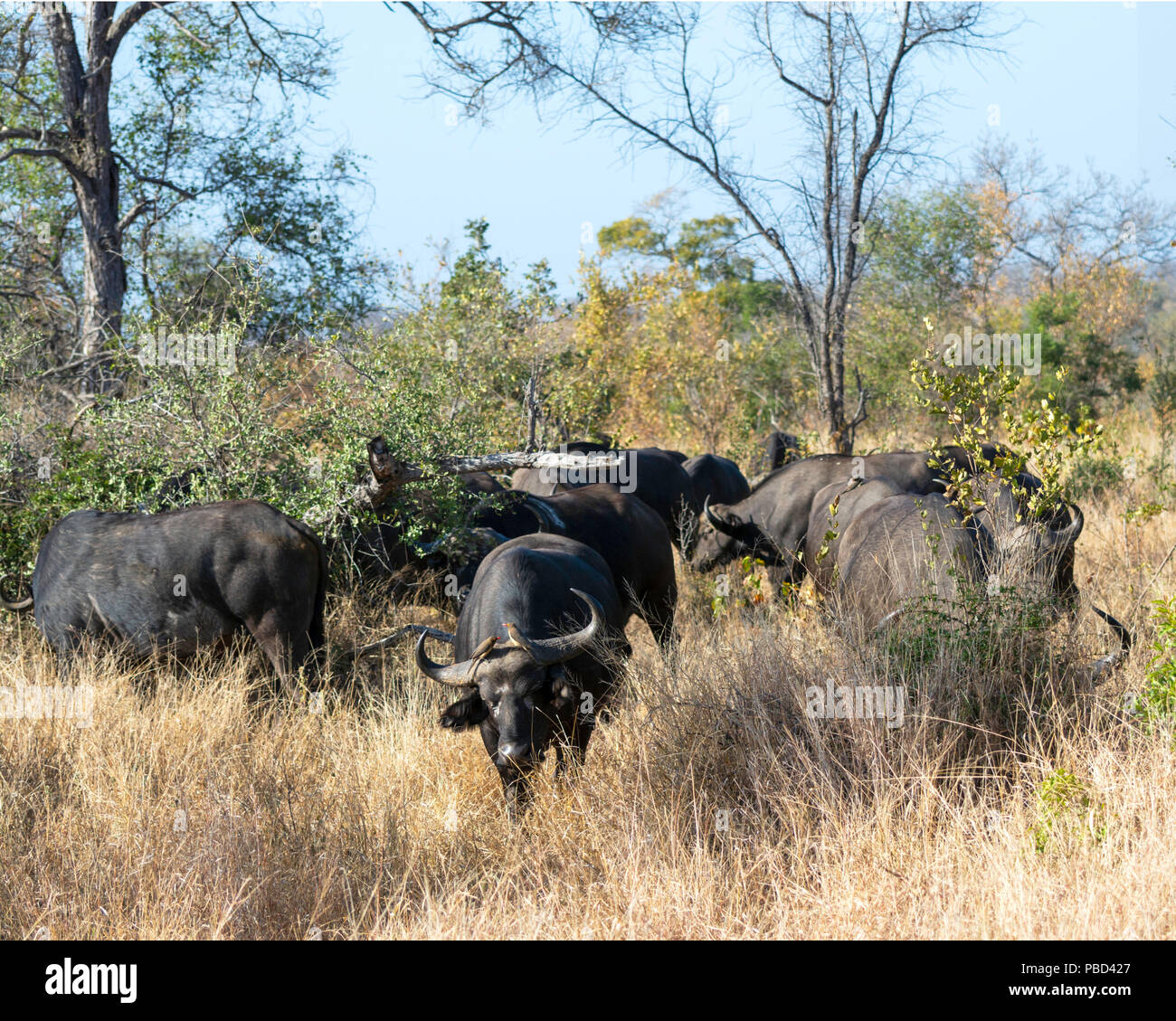 Ecosystem and animals hi-res stock photography and images - Alamy