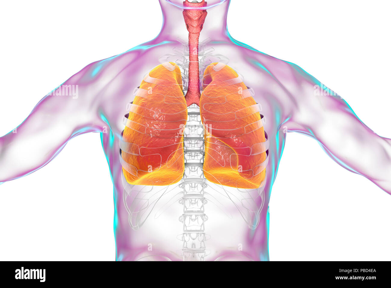Human lungs, computer illustration Stock Photo - Alamy