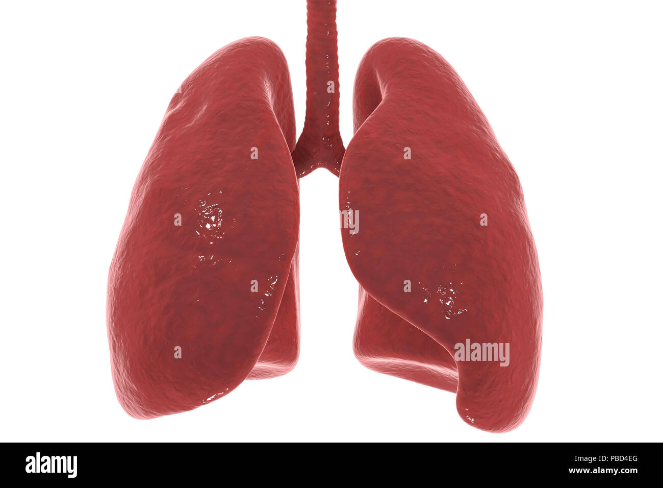 Human lungs, computer illustration Stock Photo - Alamy