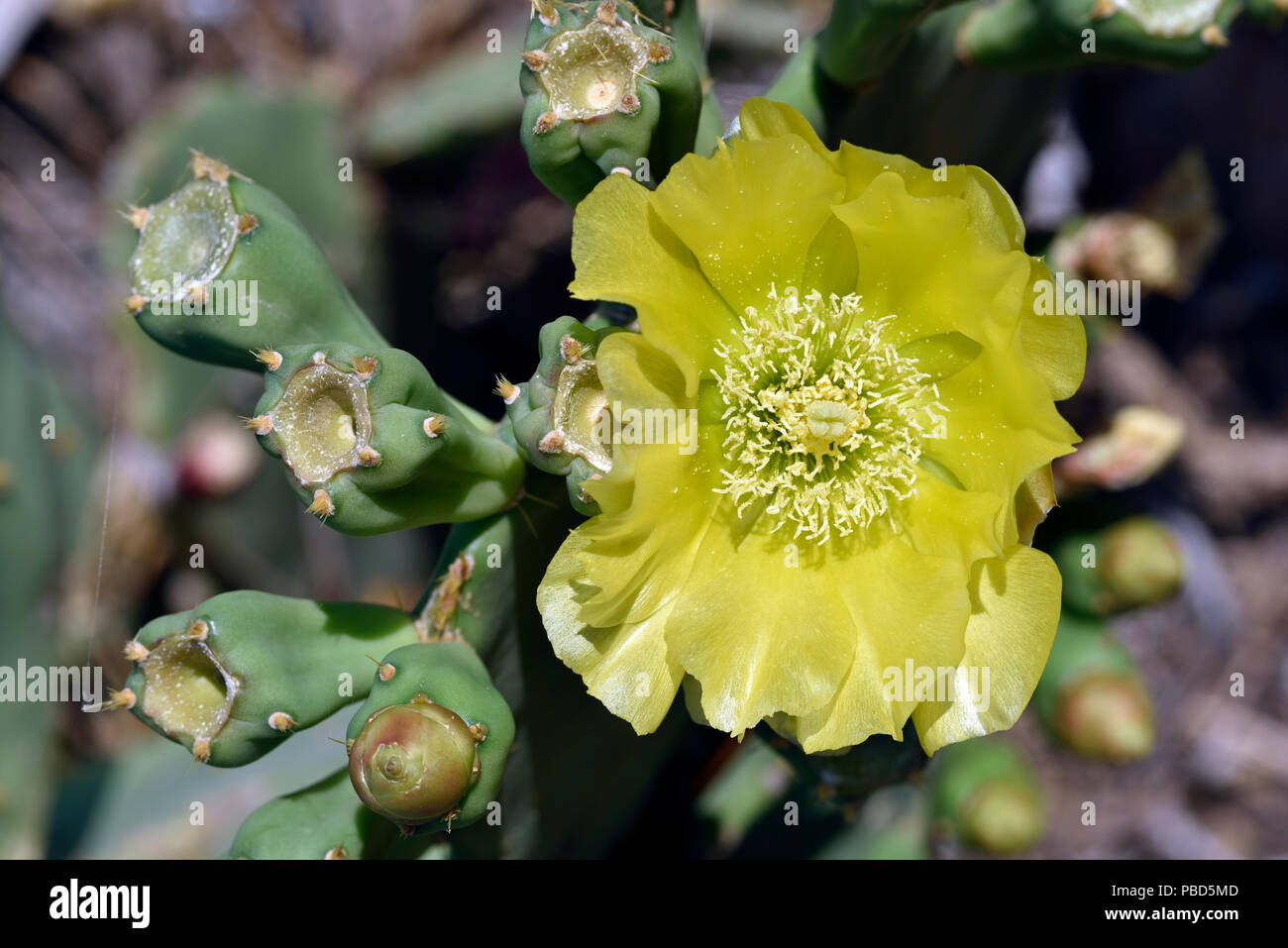 World of cactus hi-res stock photography and images - Alamy
