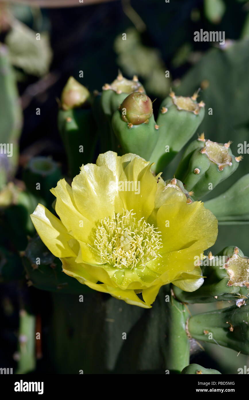 World of cactus hi-res stock photography and images - Alamy