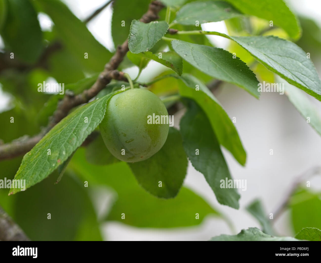 Organic unripe plums growing hi-res stock photography and images - Alamy