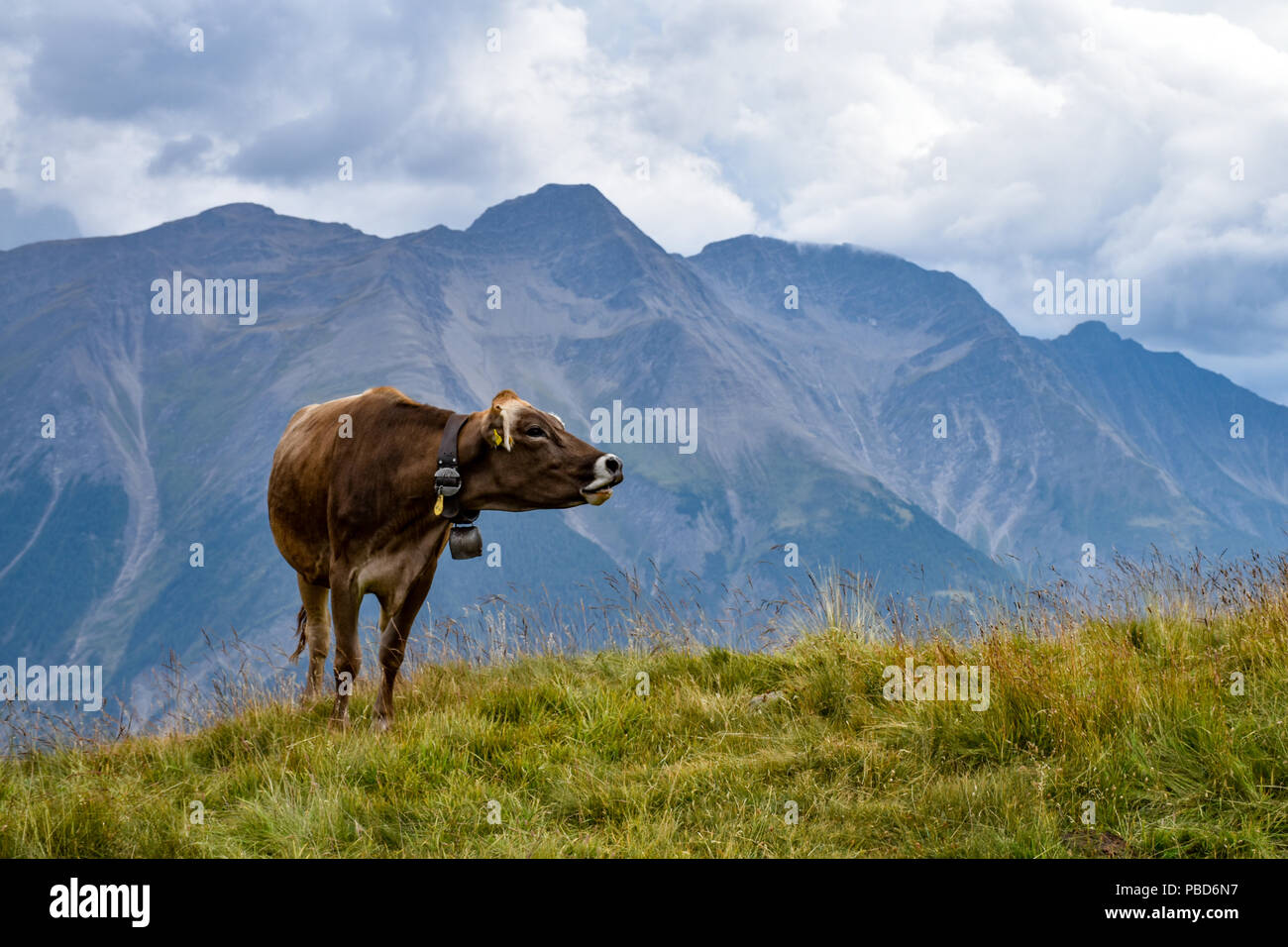 Mooing hi-res stock photography and images - Alamy