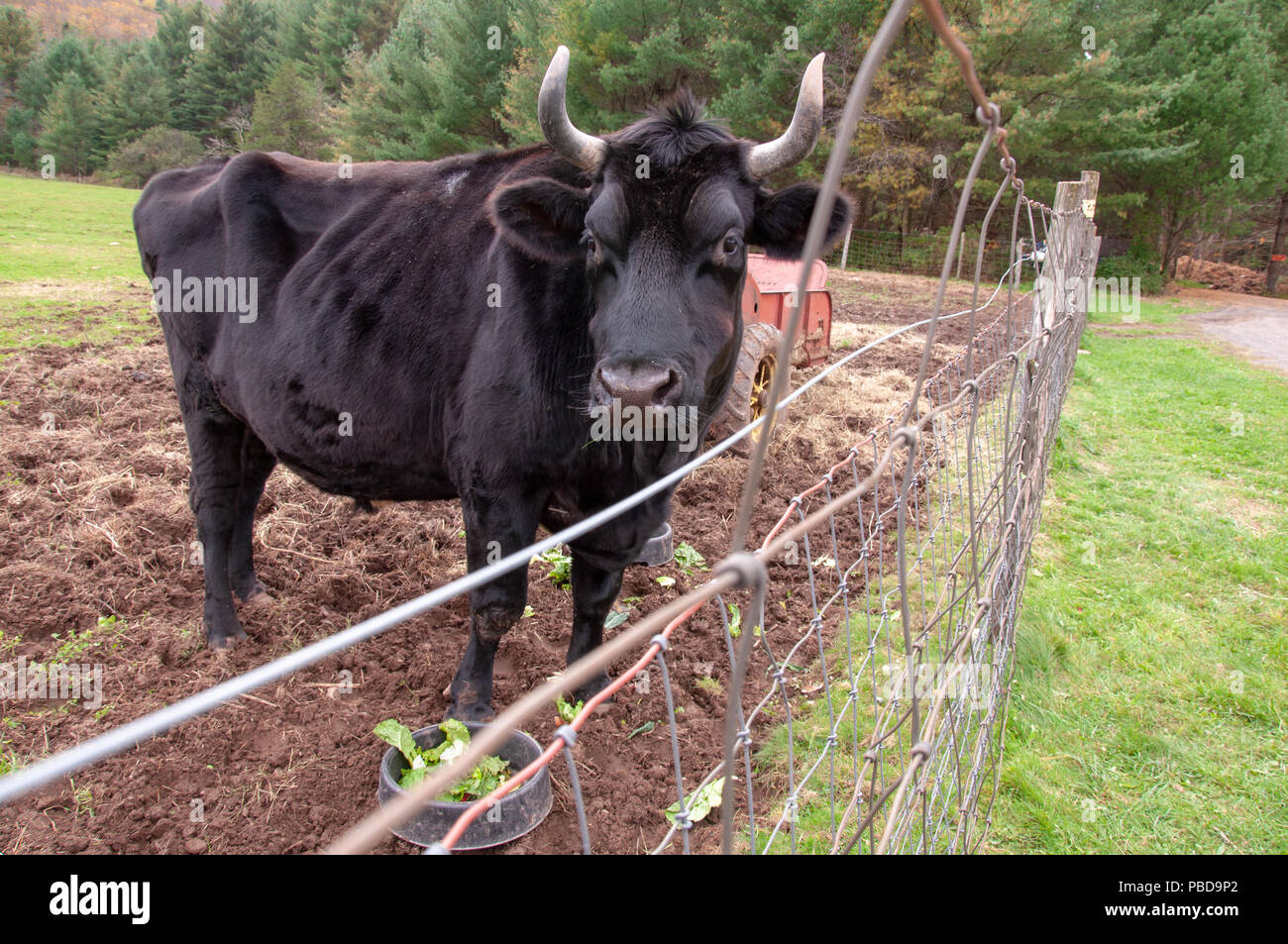 Bovine bull hi-res stock photography and images - Alamy