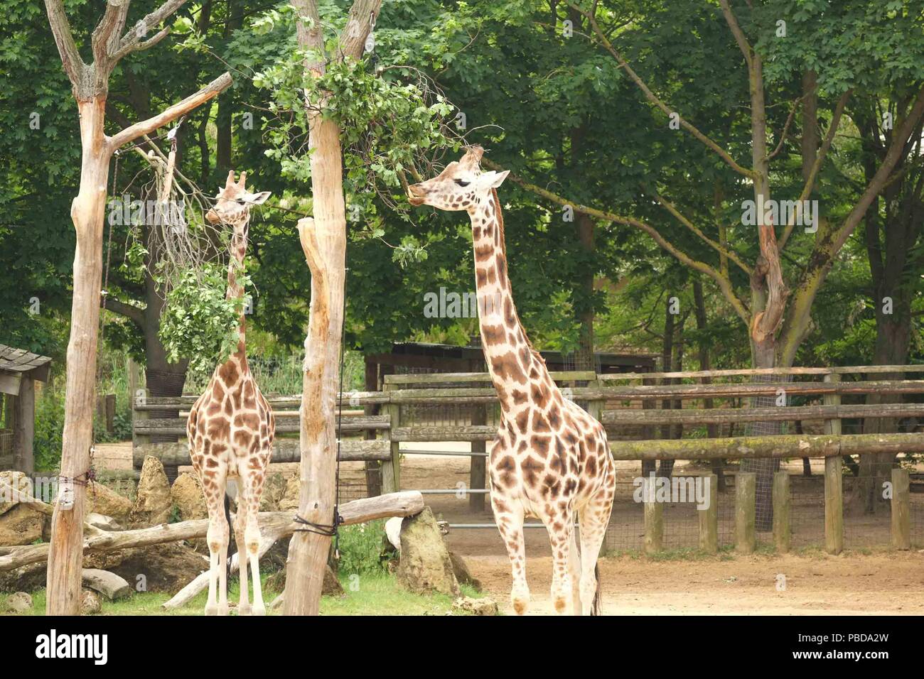 Giraffe , London Zoo Stock Photo - Alamy